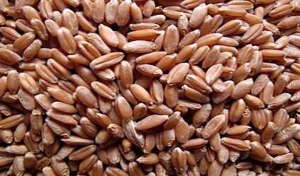 Wheat Variety to Jazz Up Your Life | Idaho Academy of Nutrition and ...